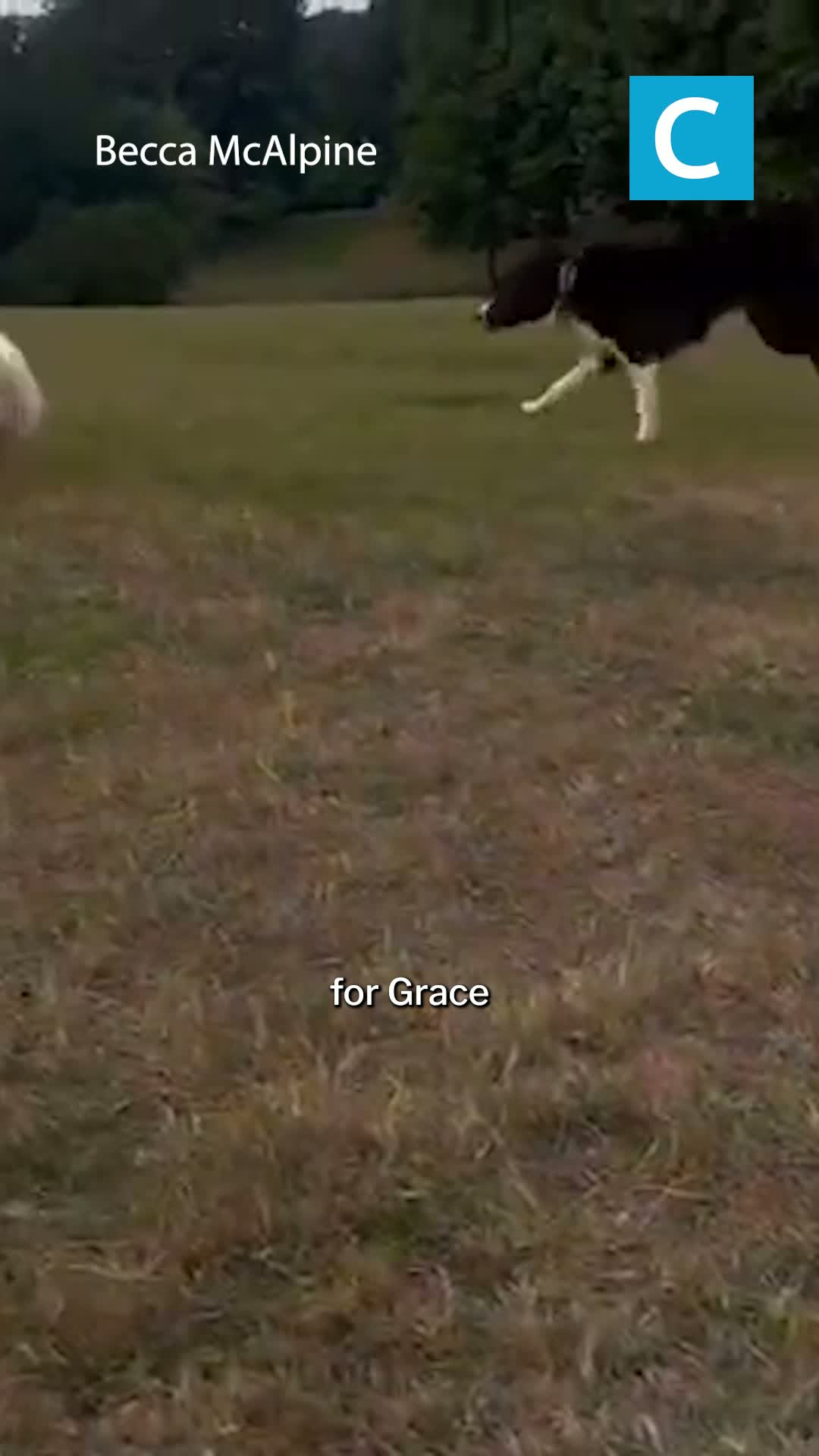 Missing Grace's owner 'overwhelmed and exhausted' as 'sick, twisted ...