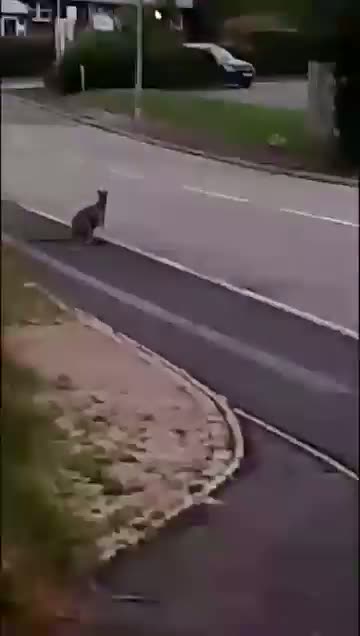 Wallaby filmed hopping around Cornwall industrial estate - Devon Live