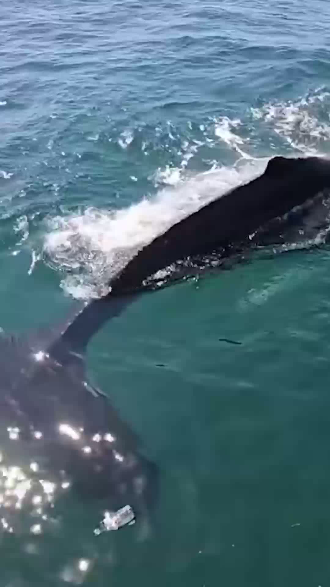 Humpback whale makes rare visit to South West holiday spot in close ...